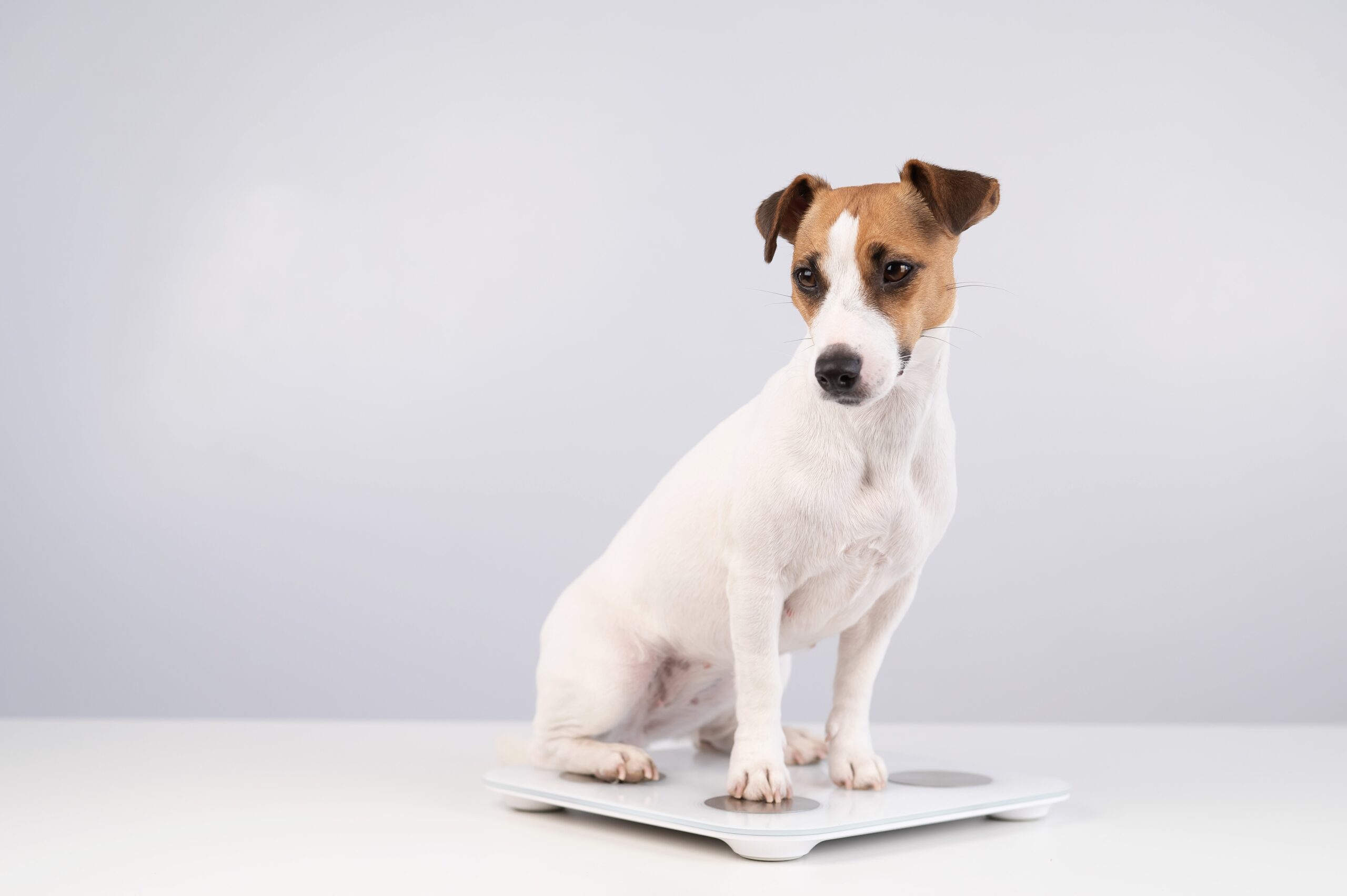 Weight management / overweight / obesity - VET EXPERT - your partner in ...