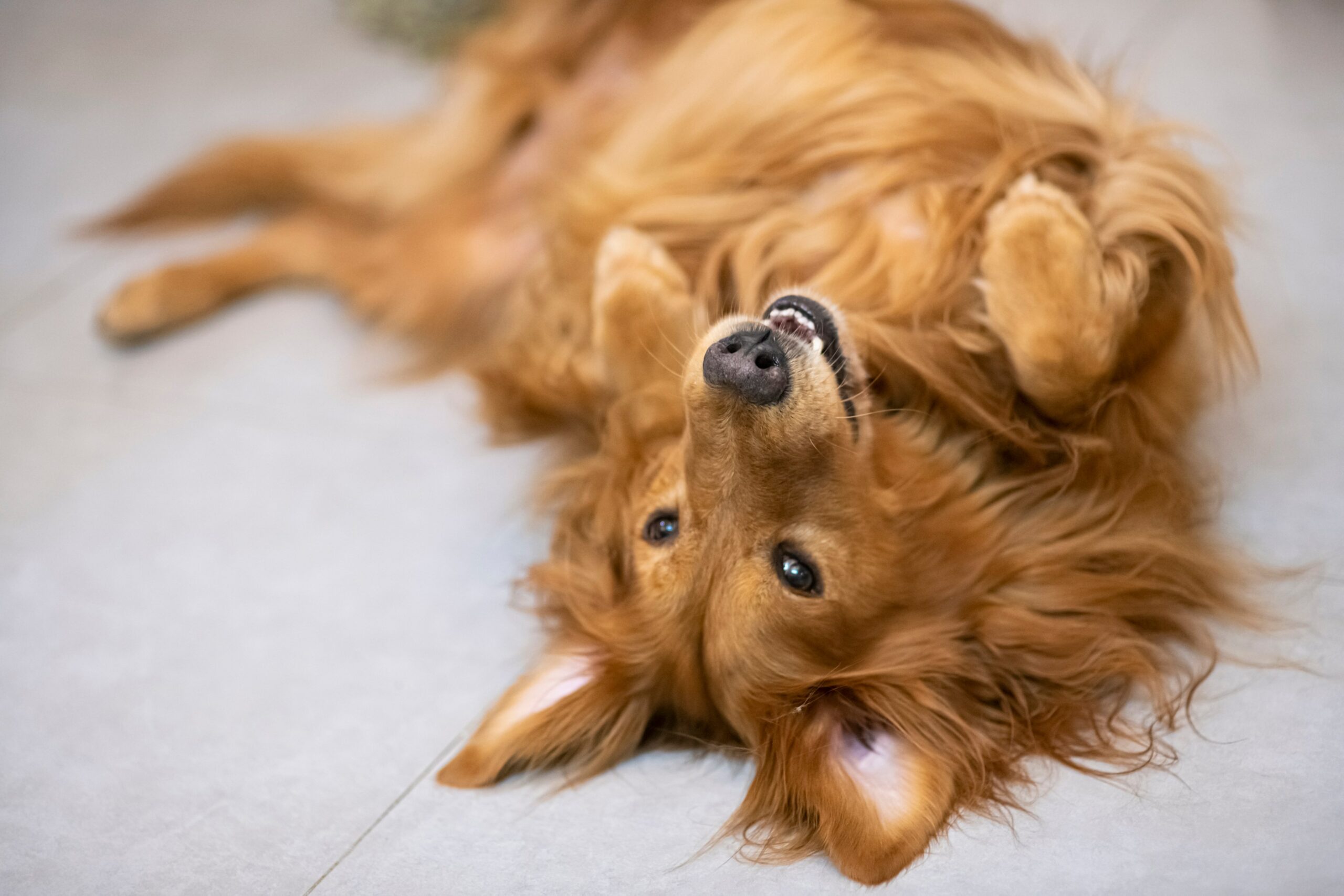 Gastrointestinal tract diseases - VET EXPERT - your partner in pet care.