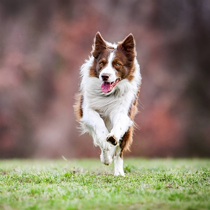 Joints - VET EXPERT - your partner in pet care.