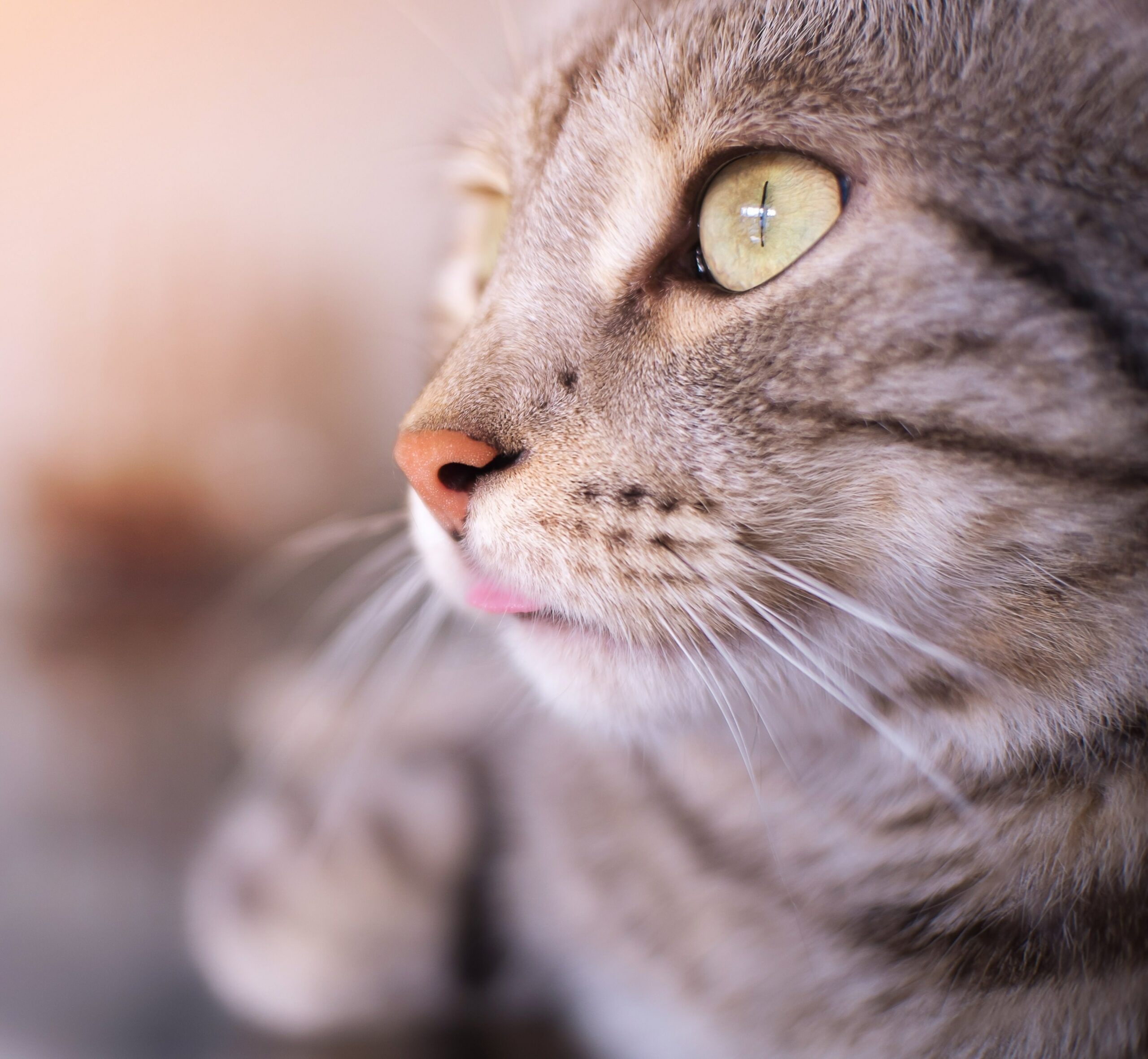 Eye care - VET EXPERT - your partner in pet care.