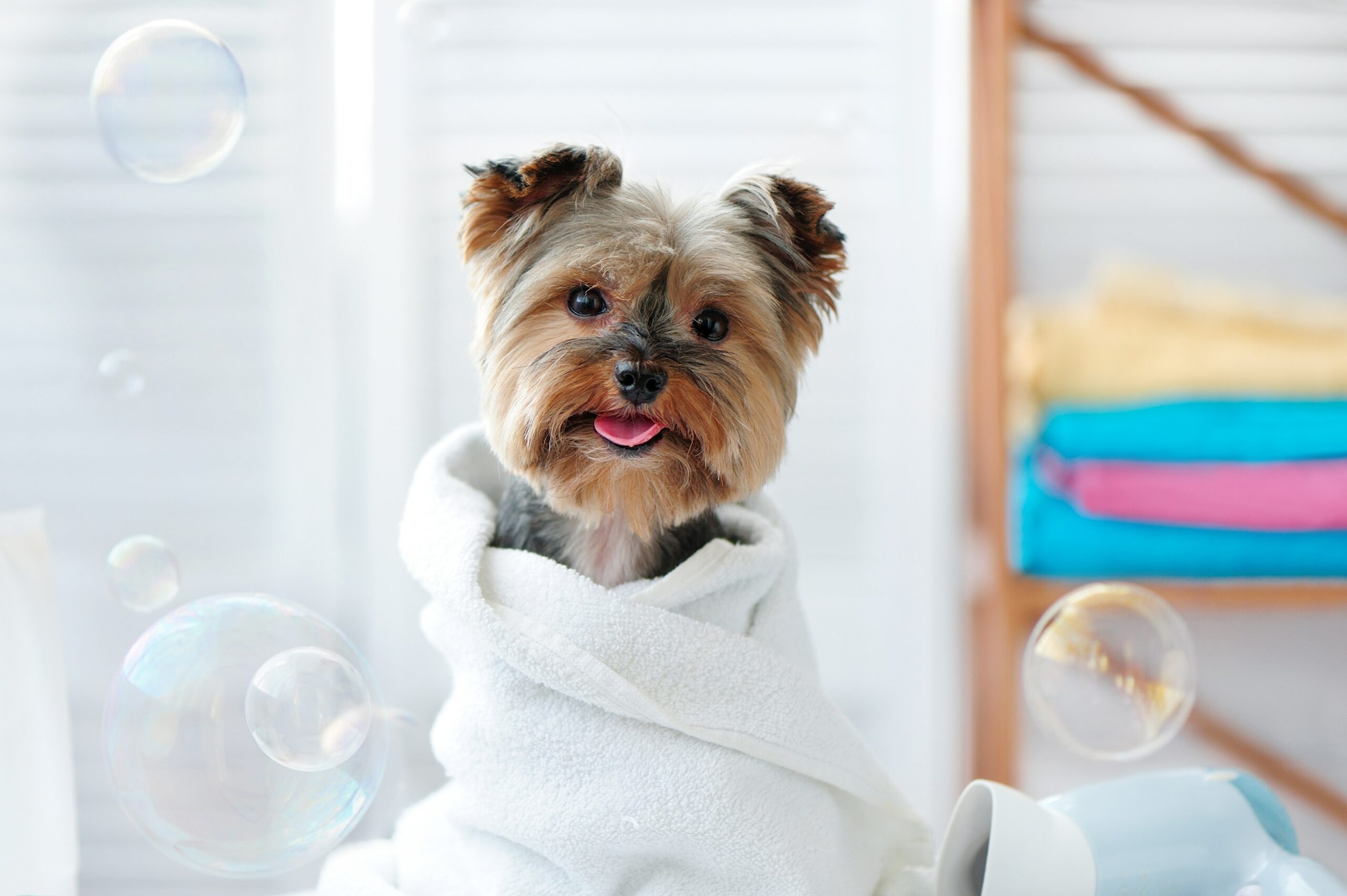How to care for your dog's skin and coat - VET EXPERT - your partner in ...