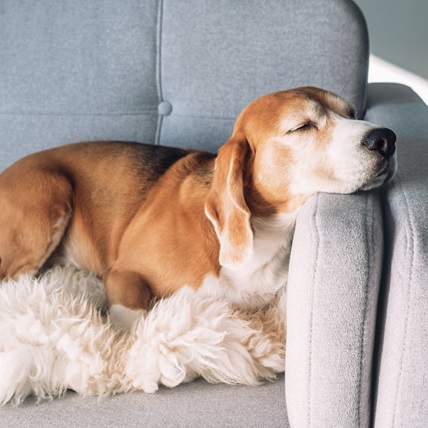 Chronic liver insufficency - VET EXPERT - your partner in pet care.