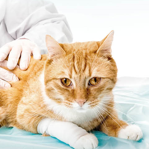 Wound care - VET EXPERT - your partner in pet care.